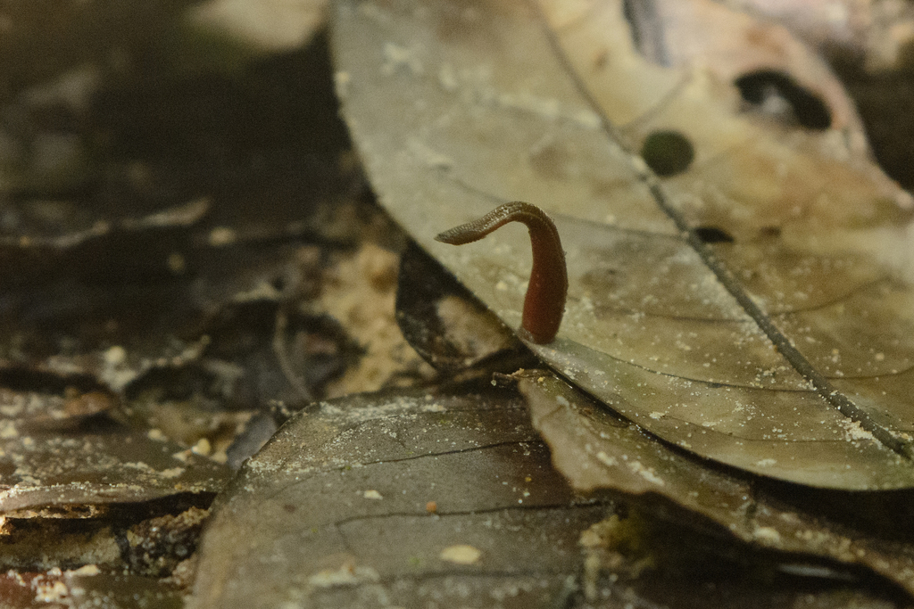 Jawed Land Leeches in June 2021 by Vatcharavee Sriprasertsil · iNaturalist