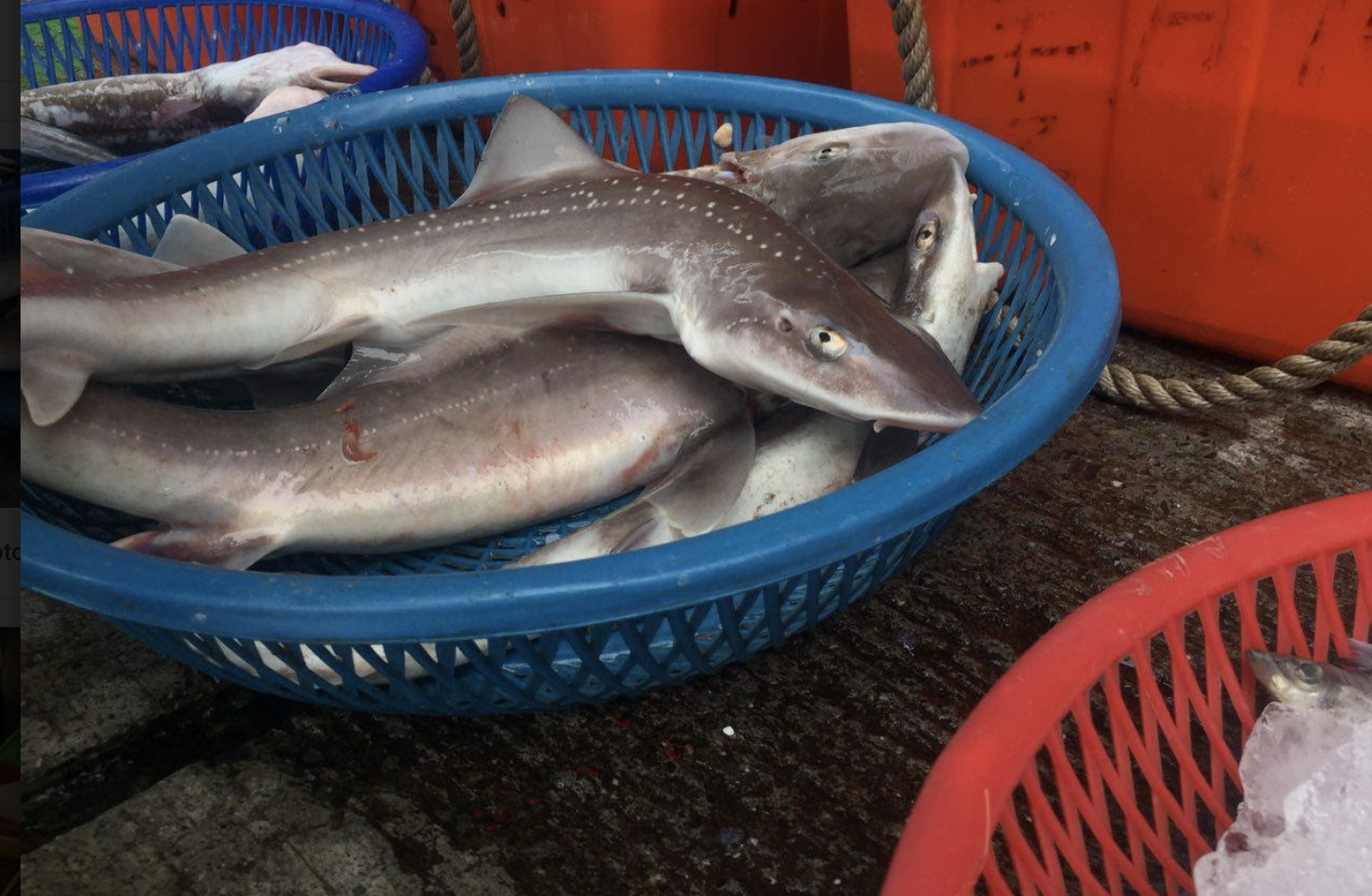 Mustelus manazo Bleeker, 1855