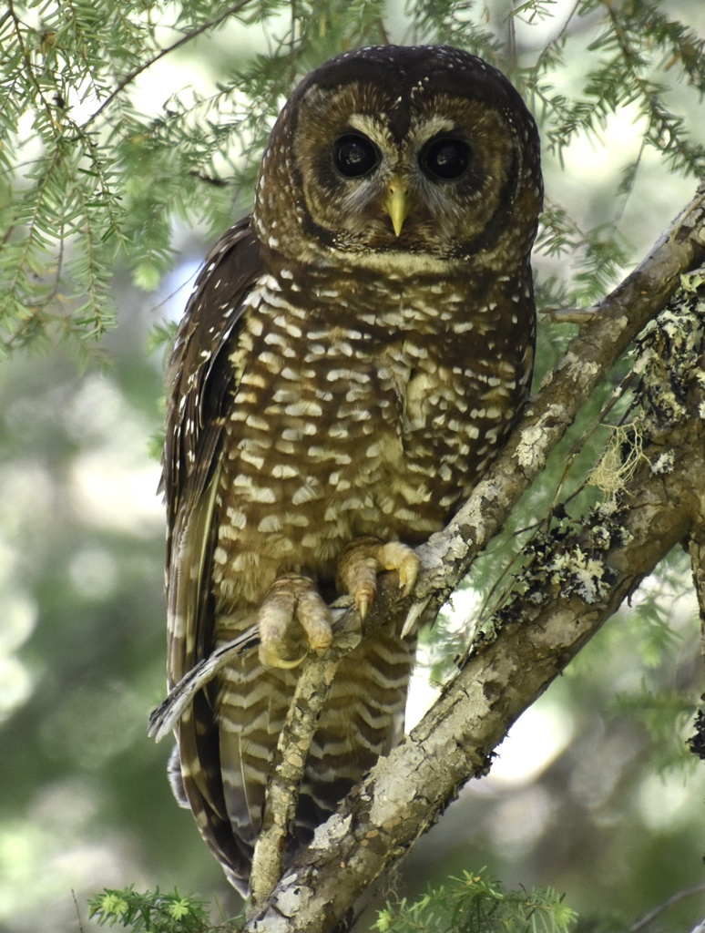 Northern Spotted Owl in June 2021 by jillpdxer. Generalized area ...