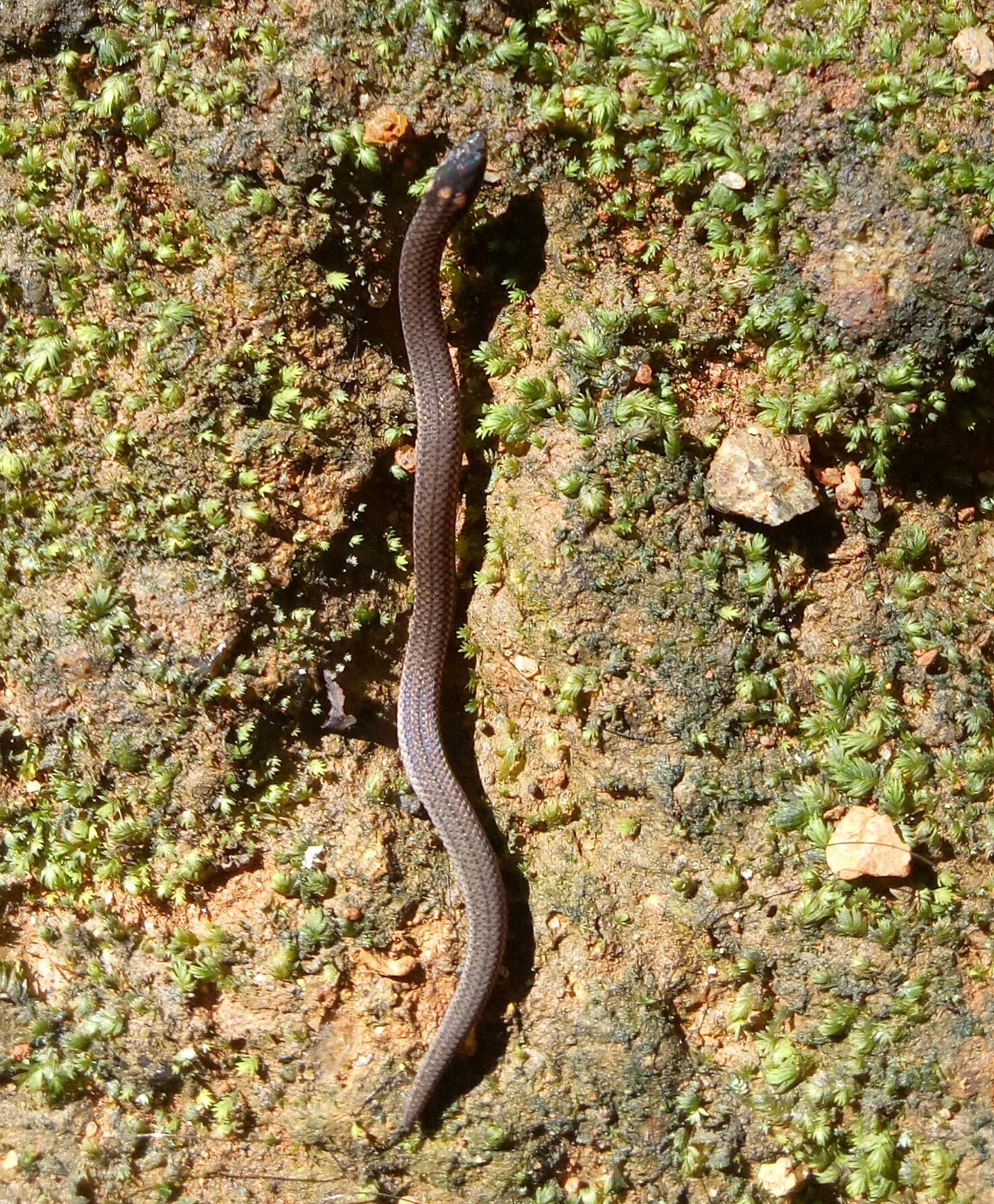 Xylophis Beddome, 1878