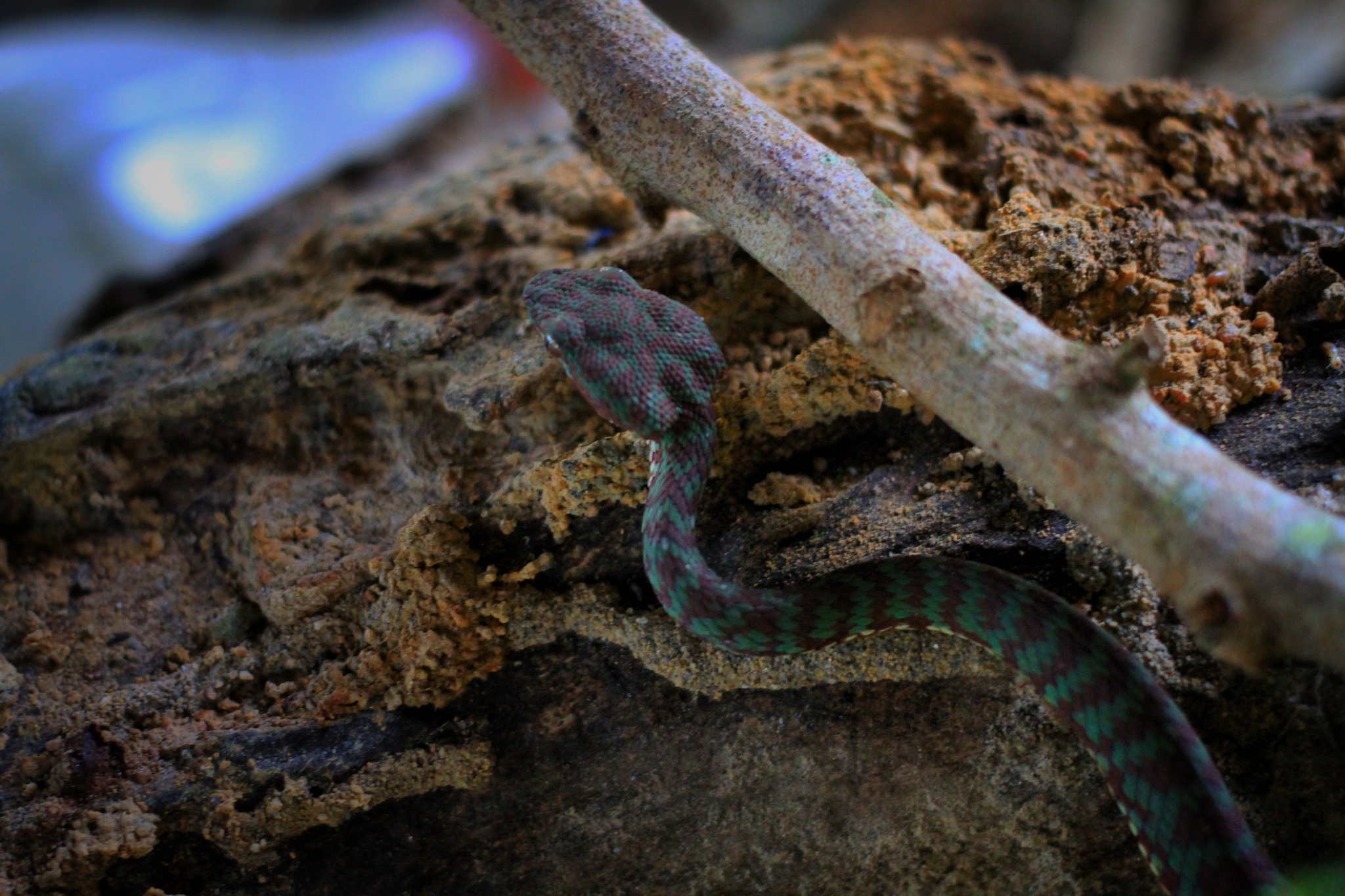 Trimeresurus venustus Vogel, 1991