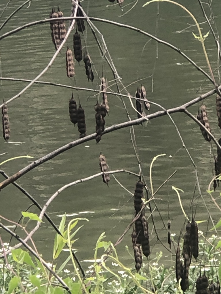 Rattlebush from Veterans Park, Round Rock, TX, US on June 26, 2021 at ...