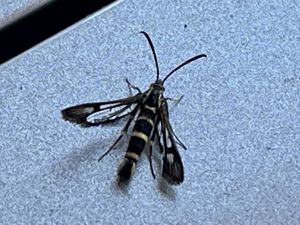 Strawberry Crown Moth from Lincoln National Forest, Cloudcroft, NM, US ...