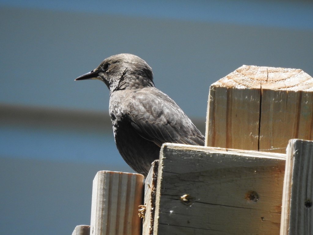 European Starling from Summit, Ohio, United States on June 24, 2021 at ...