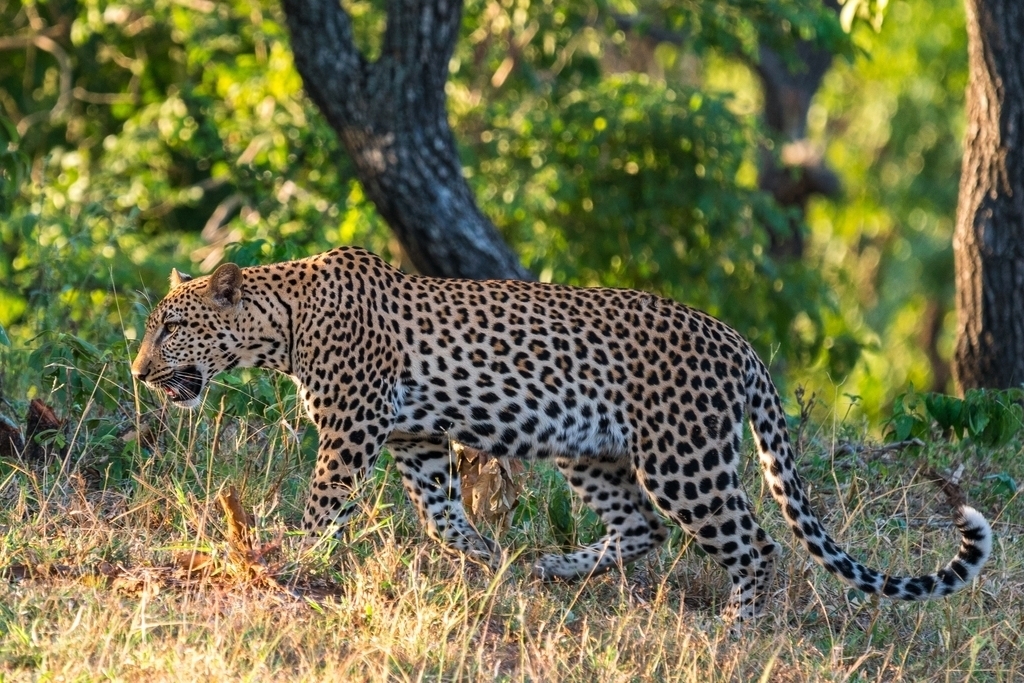 African Leopard in March 2021 by Marc Henrion · iNaturalist