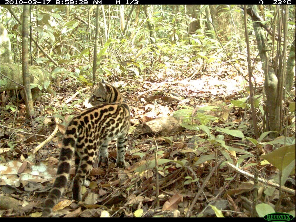 Margay in March 2010 by Michael Roy · iNaturalist