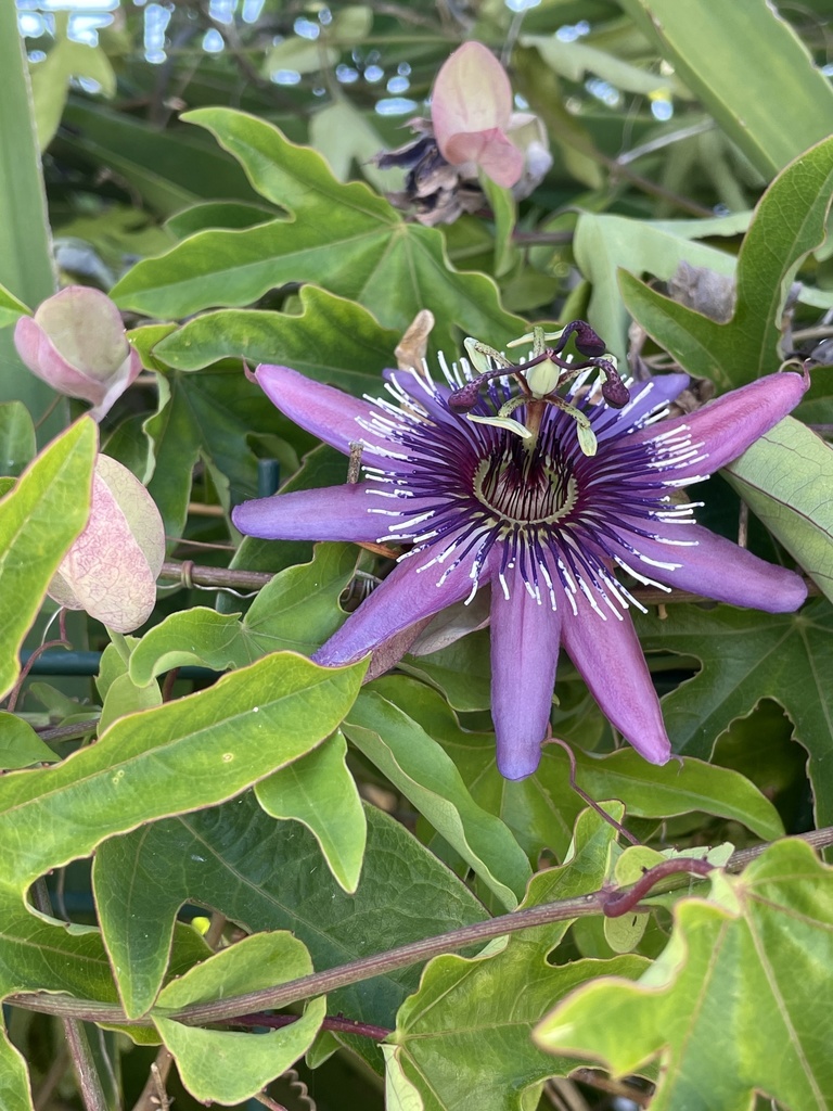 Passiflora 'Victoria' (Passiflora × violacea) - Botanical Realm