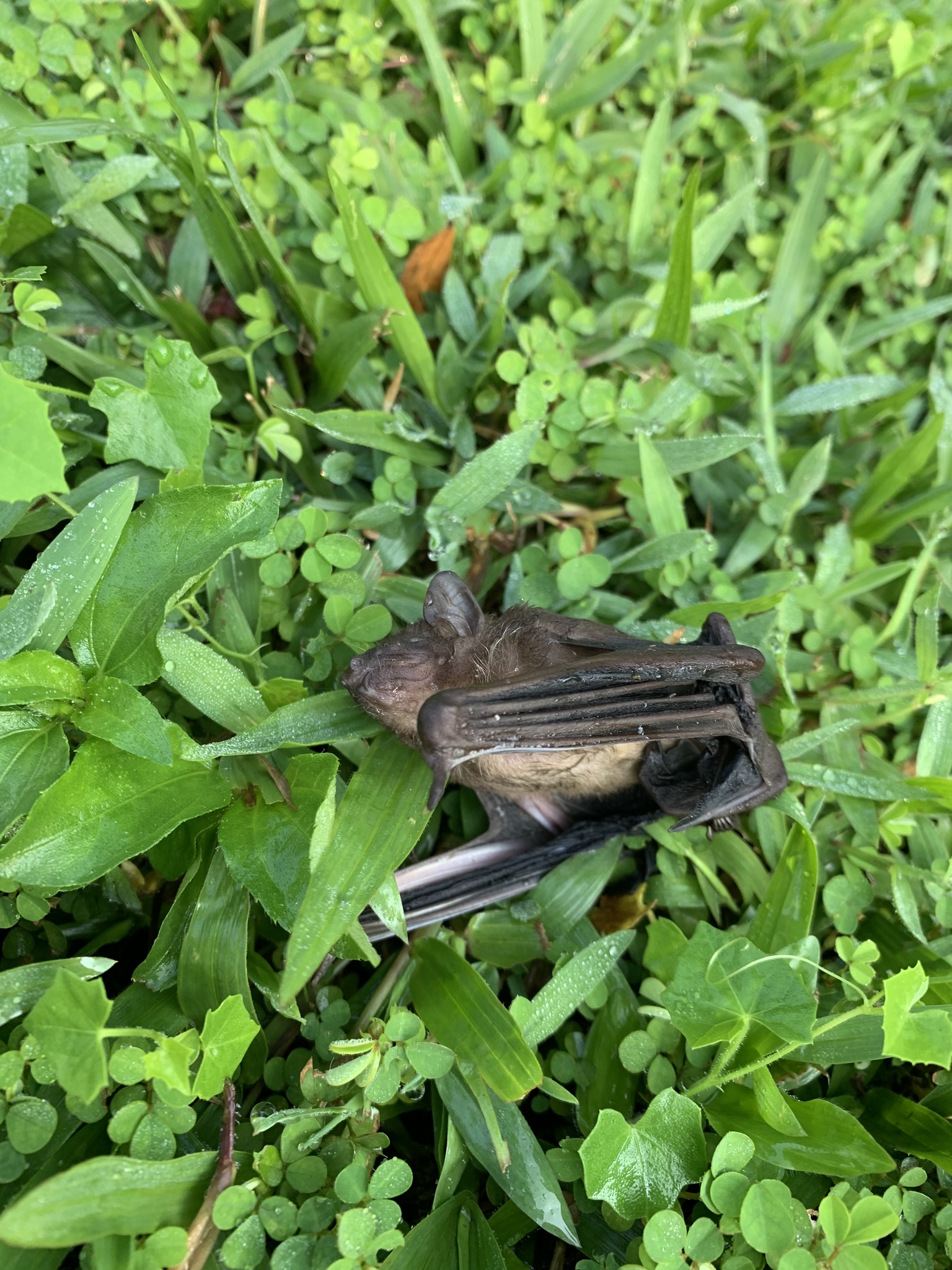 Scotophilus kuhlii Leach, 1821