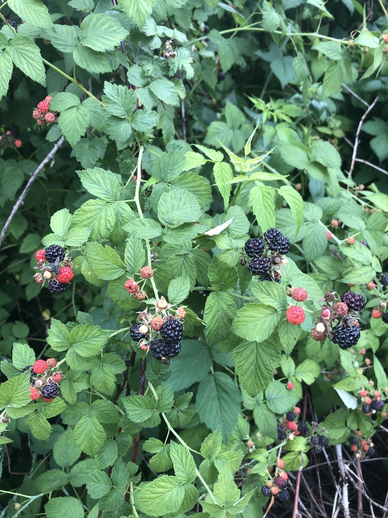 black raspberry from E Kirby St, Detroit, MI, US on June 26, 2021 at 12 ...
