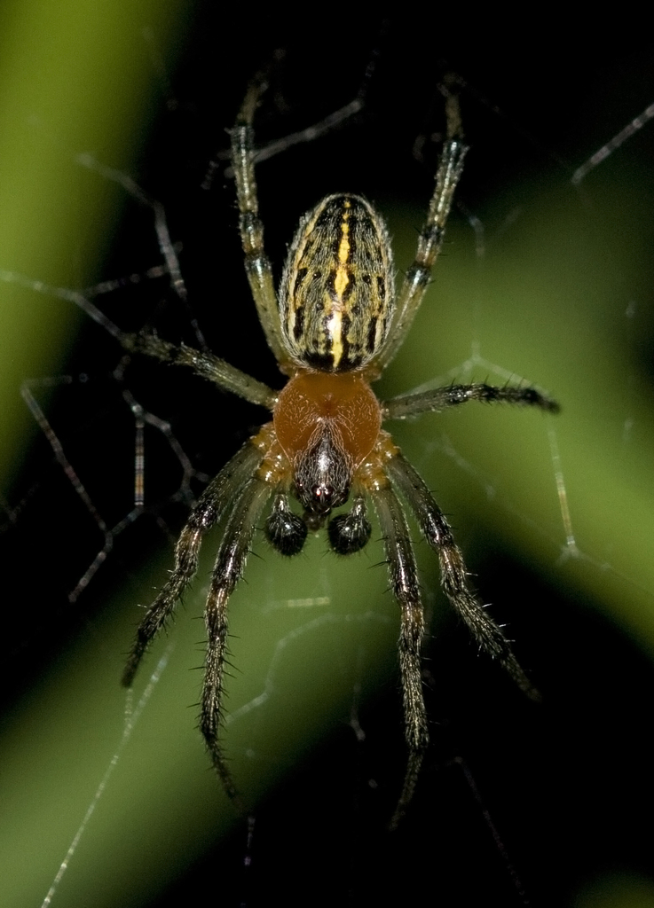 Alpaida veniliae (Arachnids of Loreto, Peru) · iNaturalist