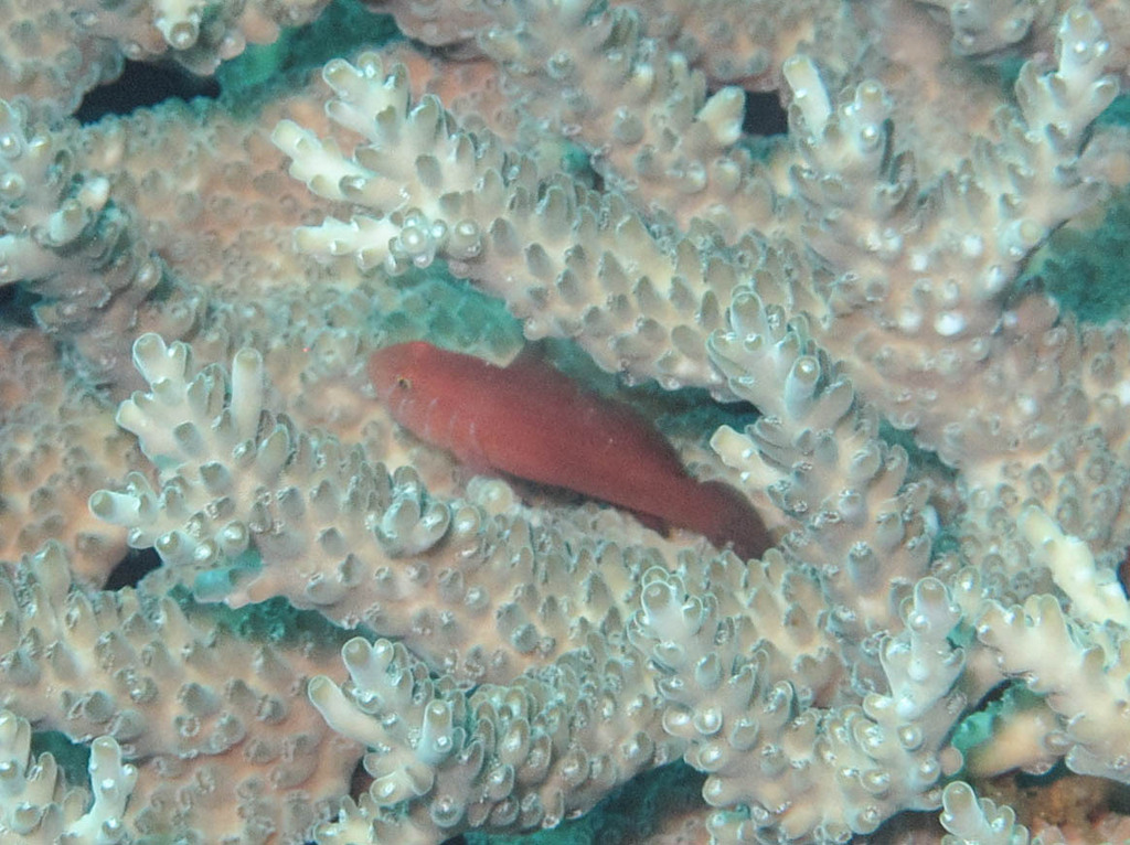 Five-lined coral goby (フタイロサンゴハゼ) (Kushimoto aquarium and undersea ...
