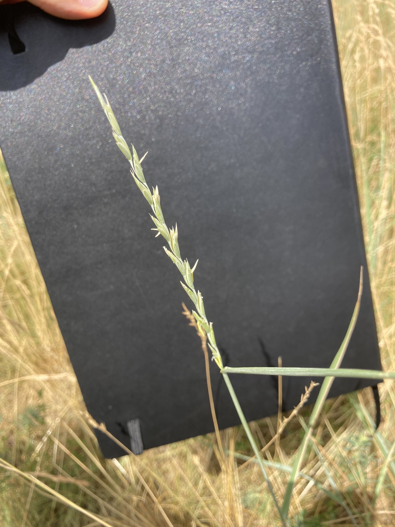 Thinopyrum intermedium subsp. intermedium