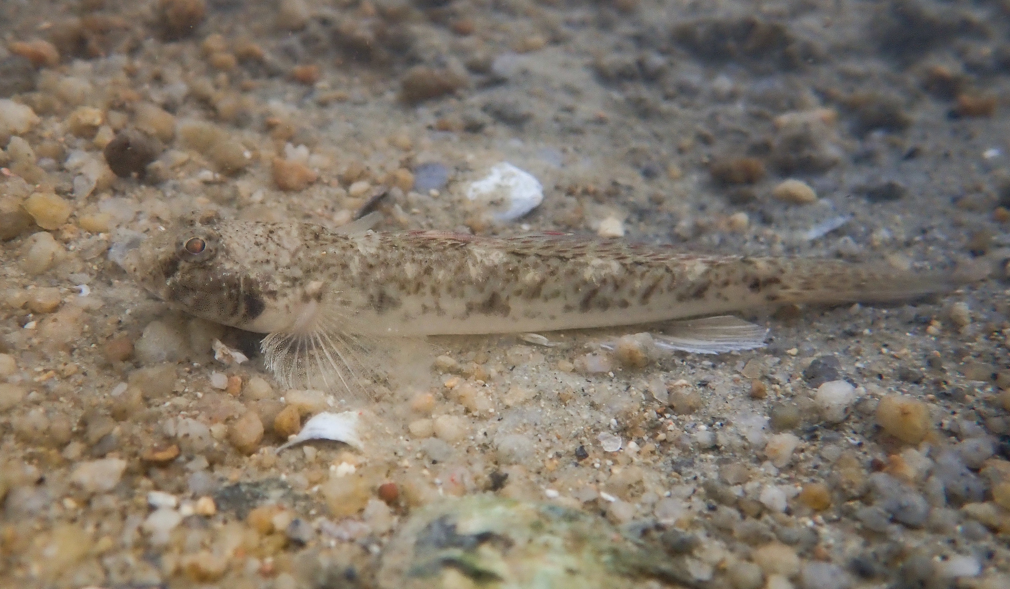 Favonigobius gymnauchen (Bleeker, 1860)
