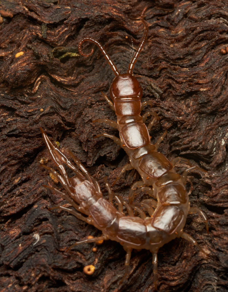 Lithobiidae (Arthropods of Long Branch/Glencarlyn Park) · iNaturalist