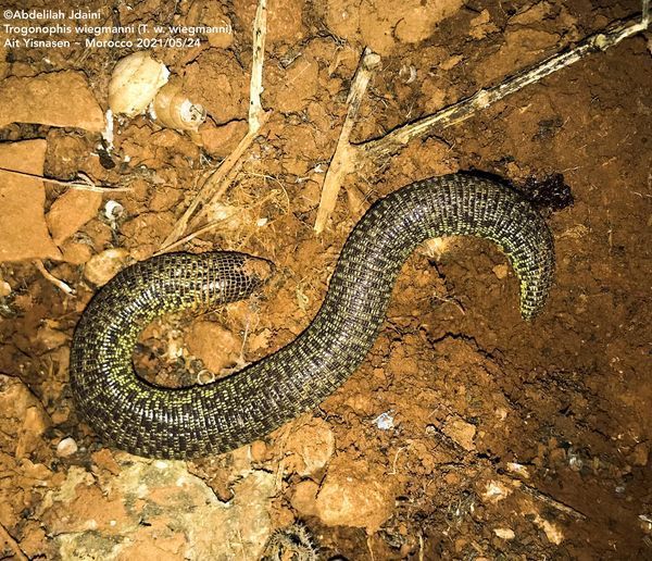Checkerboard Worm Lizard from Monts des Beni Snassene, المغرب on May 24 ...