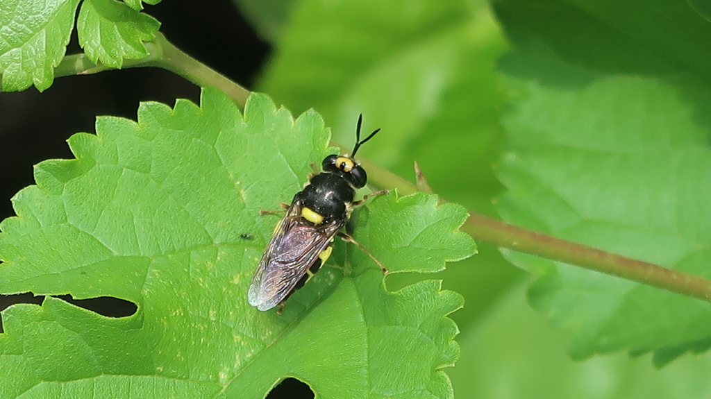 Stratiomys from St. Catharines, ON, Canada on June 26, 2021 at 12:49 PM ...