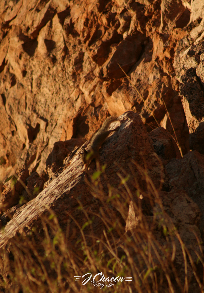 Neotamias dorsalis sonoriensis from Guaymas, MX-SO, MX on February 7 ...