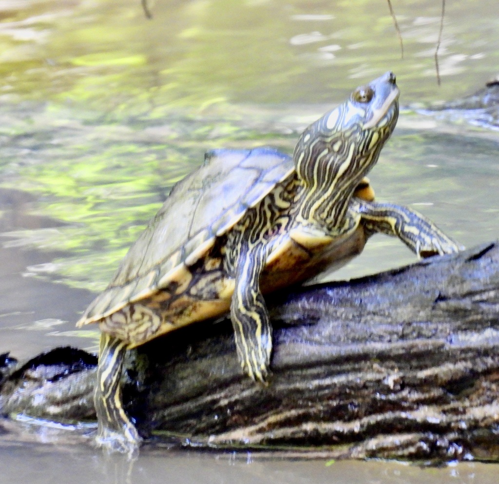 Pearl River Map Turtle in June 2021 by Van Remsen. 1 of 4 individuals ...