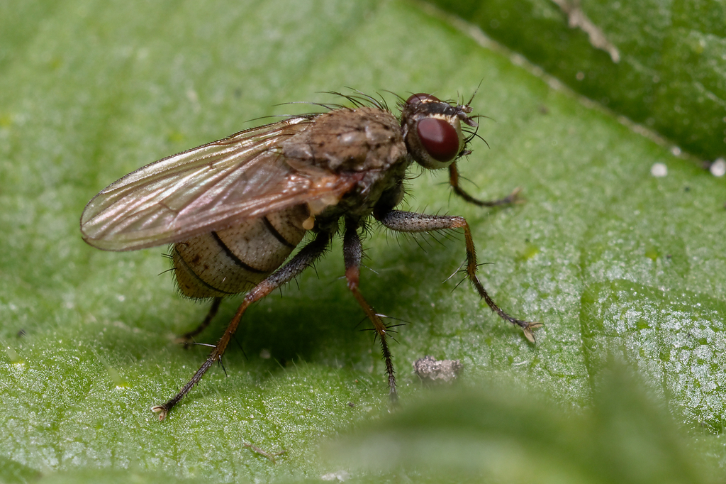 Tiger Flies in June 2021 by sylvester_k · iNaturalist