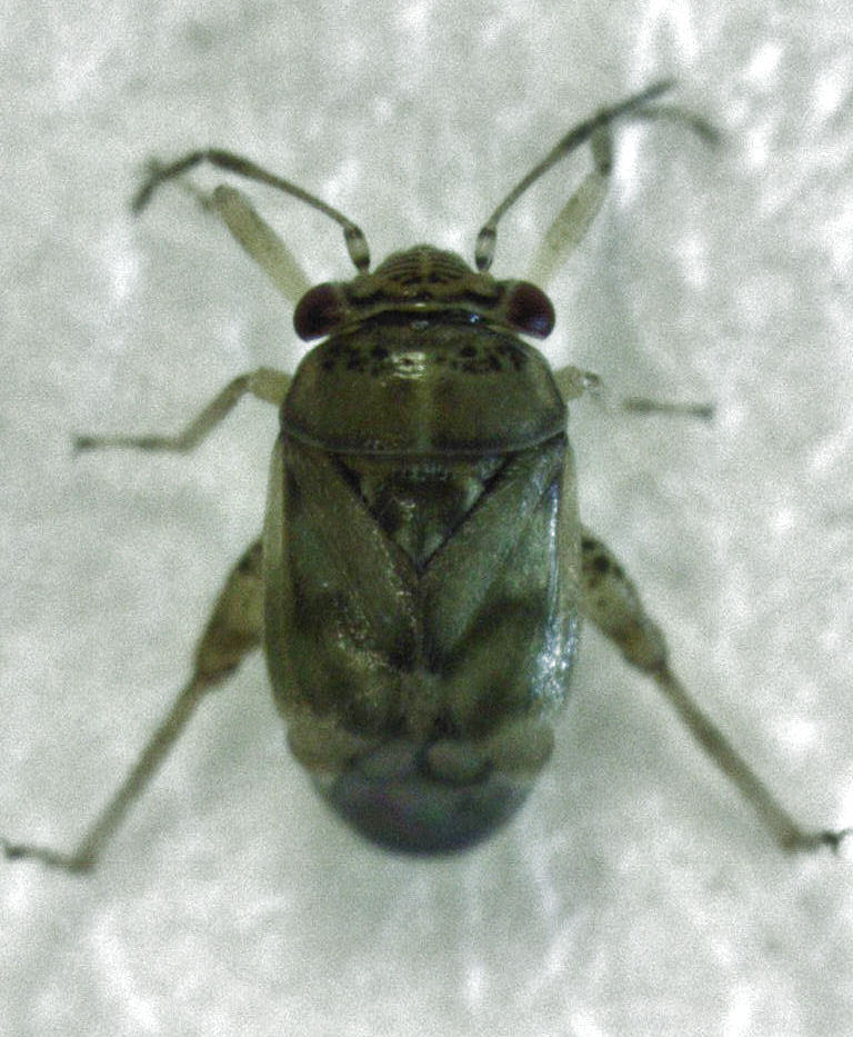 Coridromius chenopoderis (Miridae Bugs of SW Australia) · BioDiversity4All