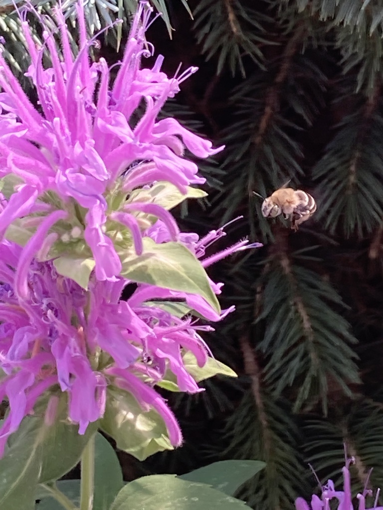 California Digger Bee from 15th Ave, Greeley, CO, US on June 26, 2021 ...