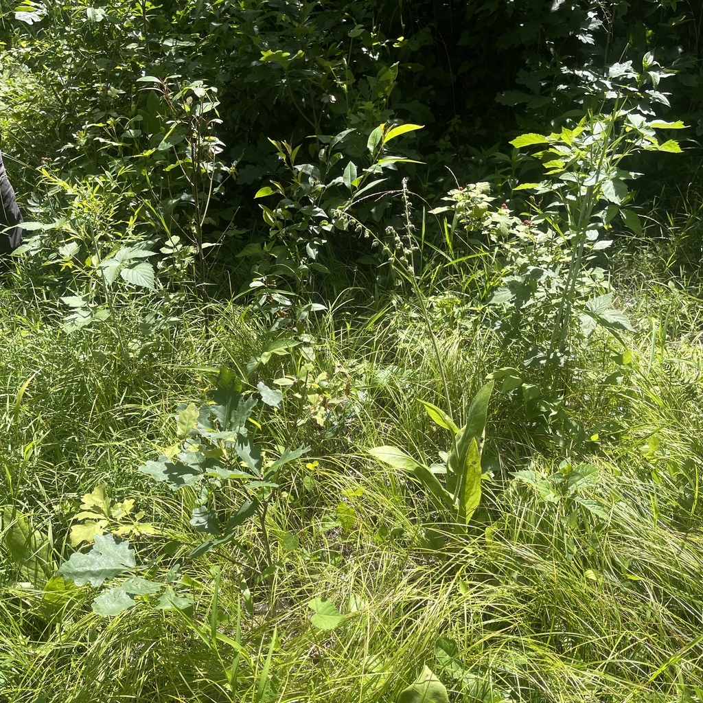 wild comfrey in June 2021 by Rob Curtis · iNaturalist