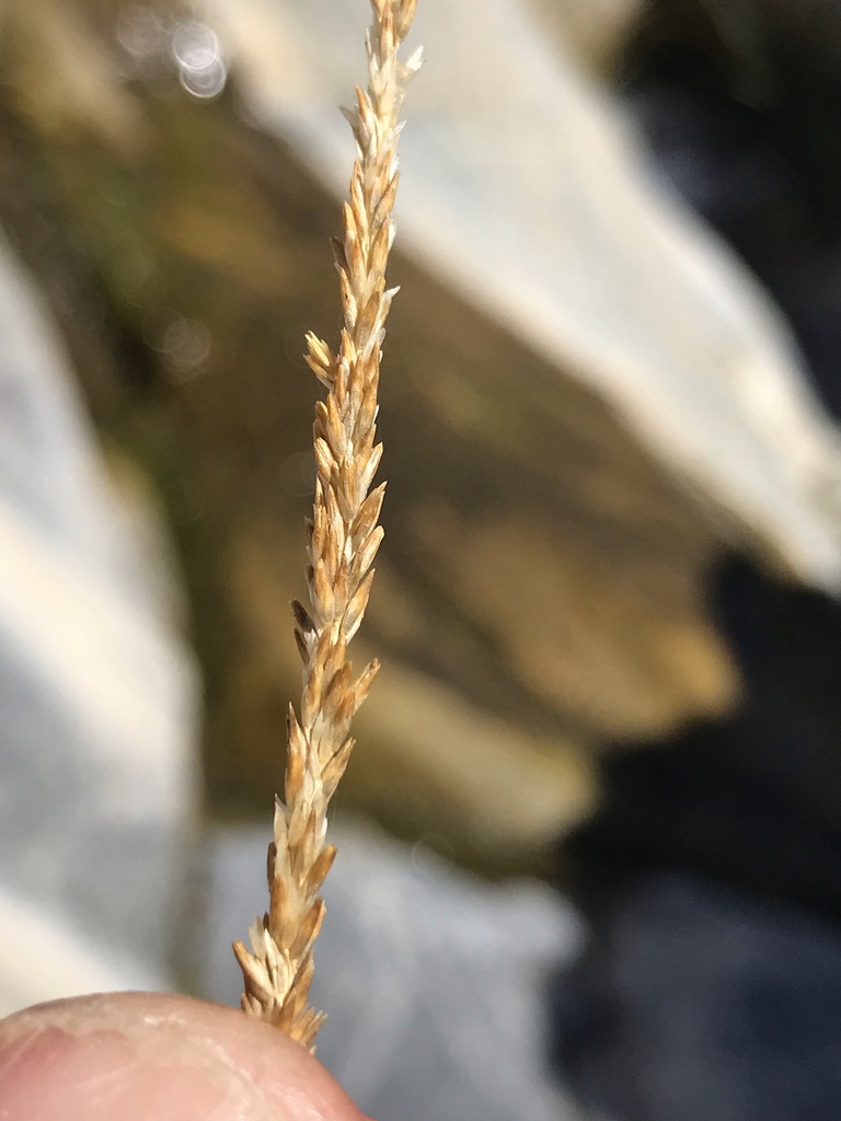 deergrass from Mexicali, MX-BN, MX on March 3, 2018 at 11:35 AM by ...