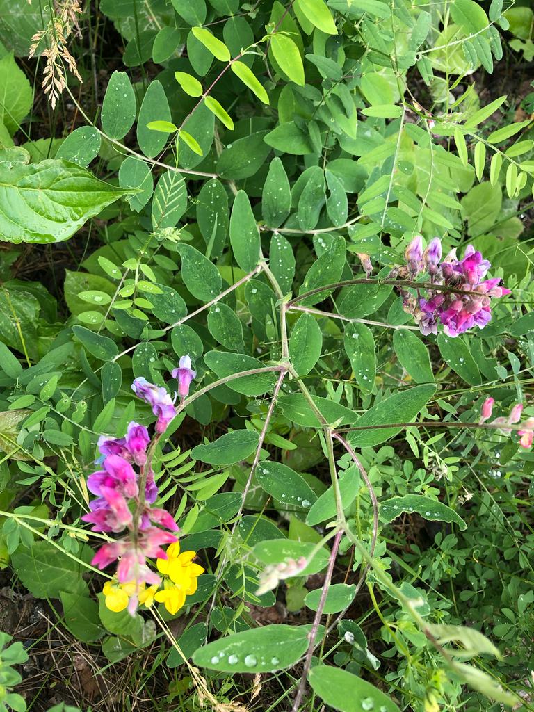 veiny pea (Lathyrus venosus) - Botanical Realm