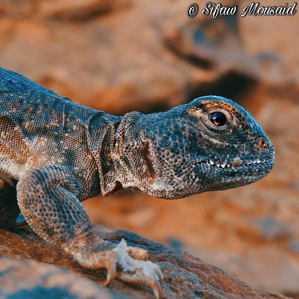 Moroccan Spiny-tailed Lizard from تادفالت، المغرب on June 12, 2021 at ...