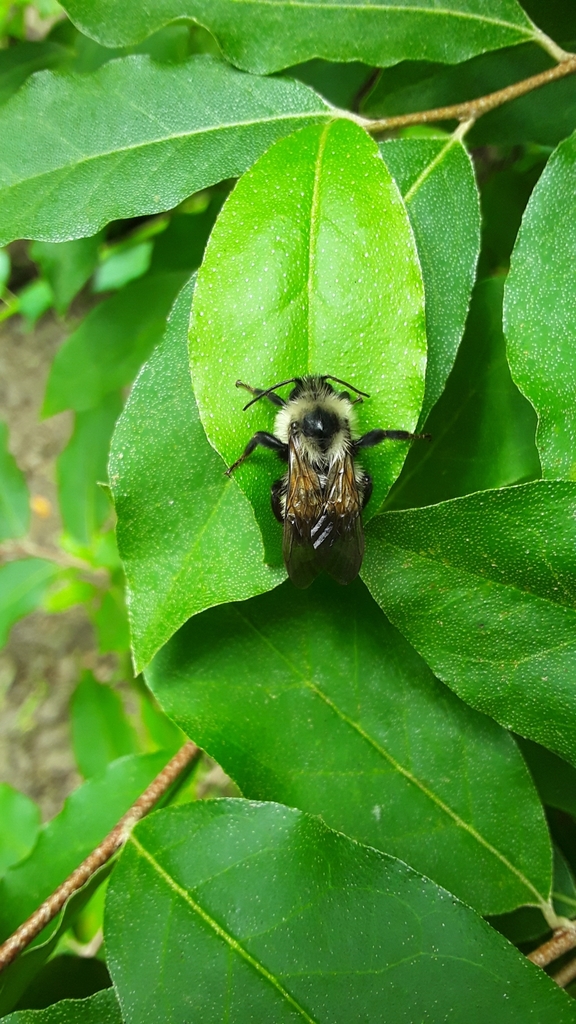 Lemon Cuckoo Bumble Bee from New Augusta, IN 46278, États-Unis on June ...