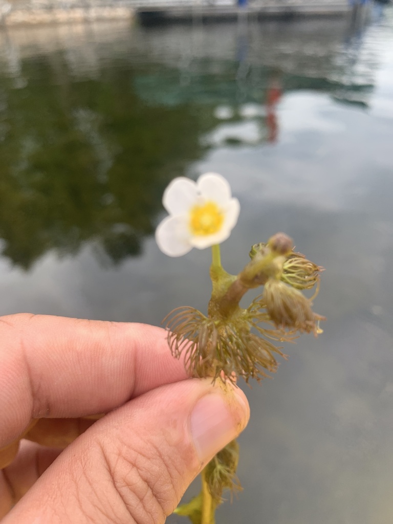 common water-crowfoot (ADIRONDACK RESEARCH GUIDEBOOK) · iNaturalist