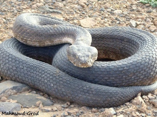 Moorish Viper (Daboia mauritanica) - Snakes and Lizards