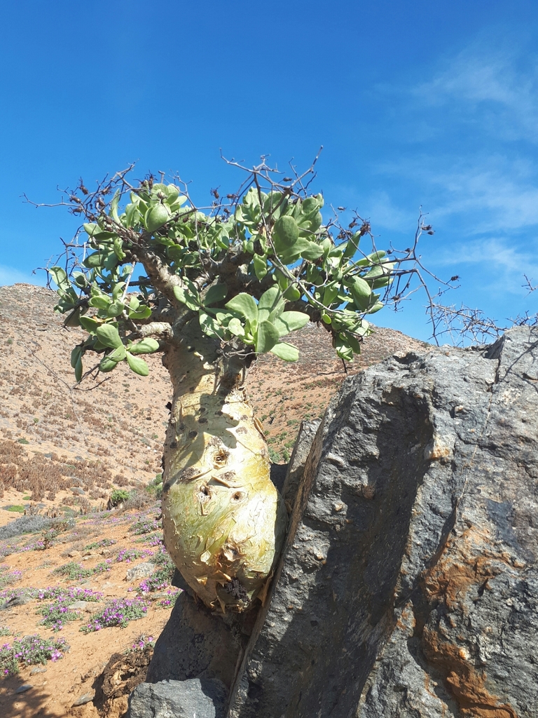 Botterboom from Richtersveld Local Municipality, South Africa on August ...