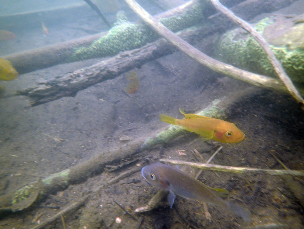 (Coptodon imbrifernus) - Marine Life Identification
