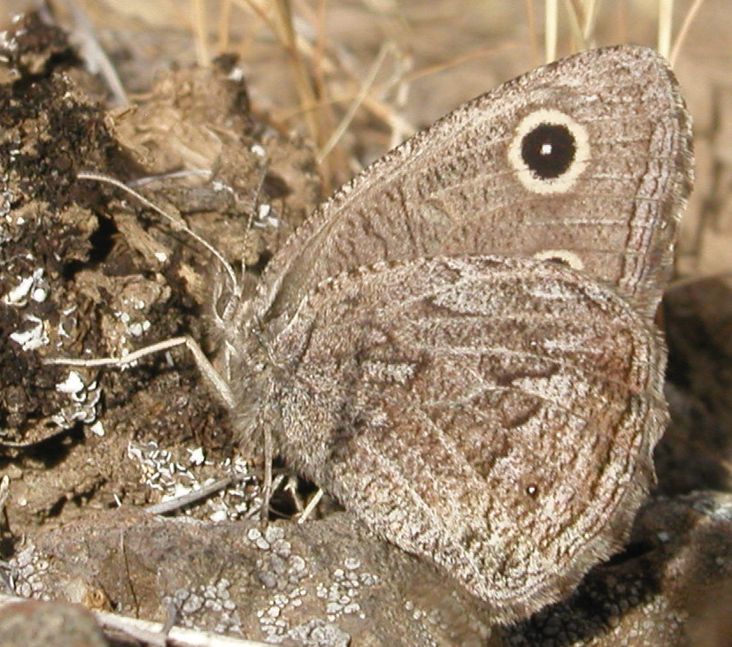 Small Wood-Nymph (Crater Lake National Park Pollinator Guide 🐝 🦋 ...