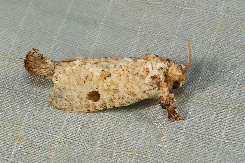 Old World Goat Moths from Fraser's Hill, Pahang, Malaysia on February ...