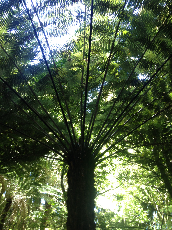 silver fern from 1849–1941 Arapuni Road, Pukeatua, Waikato, NZ on ...