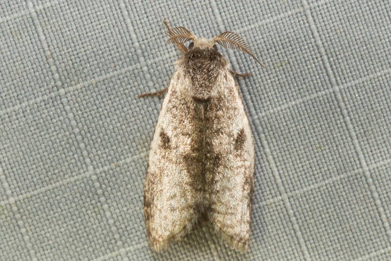 Bagworm Moths from Fraser's Hill, Pahang, Malaysia on February 28, 2018 ...