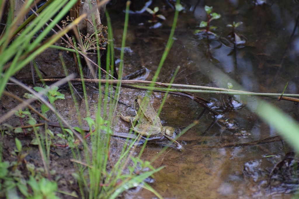 Green Frog from Leopold's Preserve on June 26, 2021 at 10:17 AM by ...