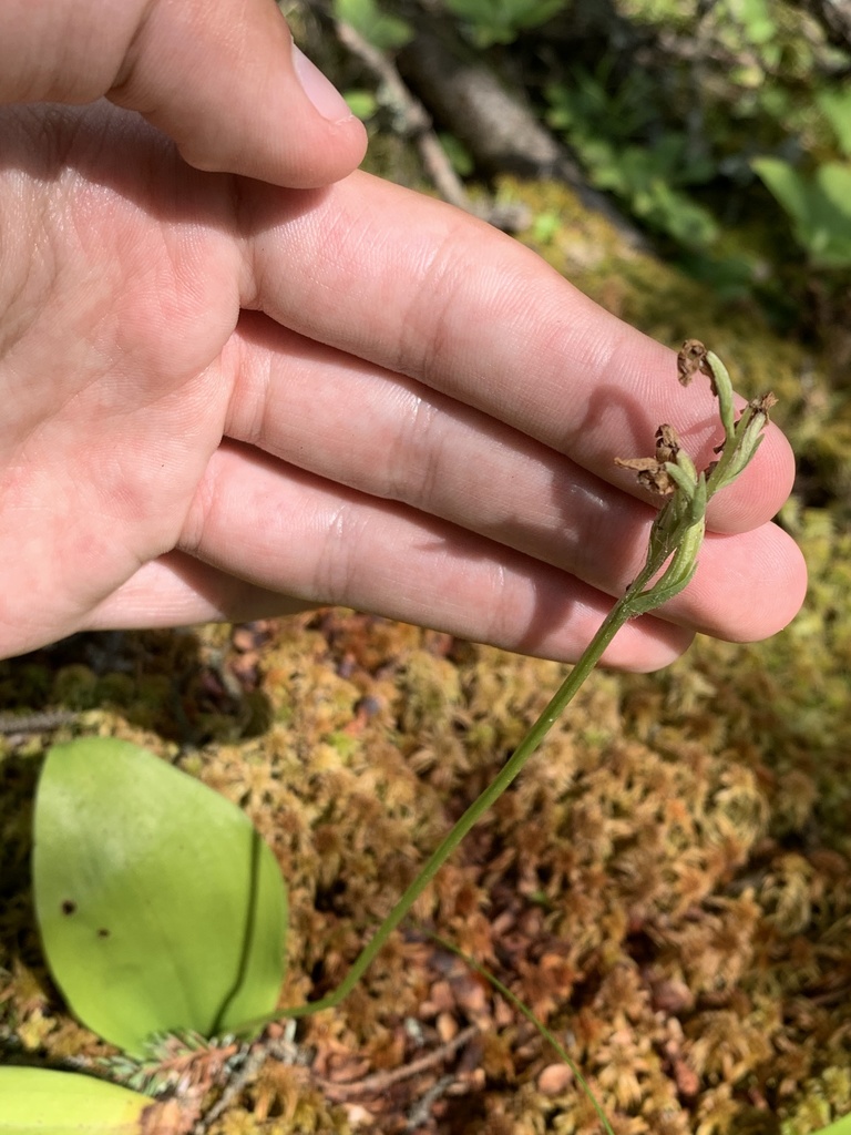 Small Round-leaved Orchid from Park Rapids, MN, US on June 24, 2021 at ...