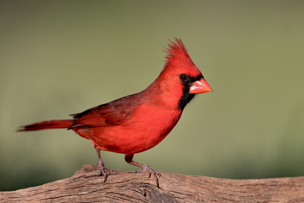 Northern Cardinal (Wildlife and Wildflowers of Central Texas - Birds ...