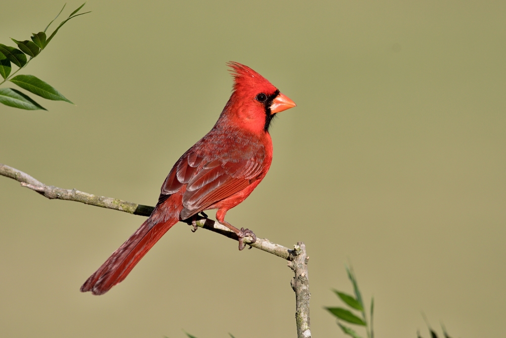 Northern Cardinal (Wildlife and Wildflowers of Central Texas - Birds ...