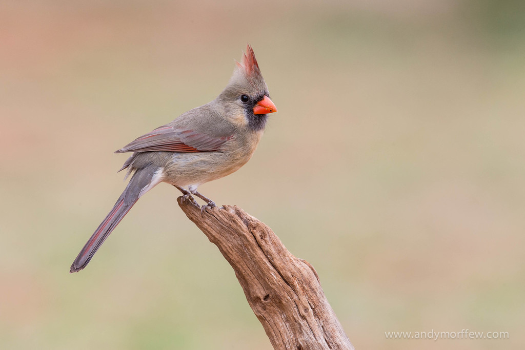 Northern Cardinal (Wildlife and Wildflowers of Central Texas - Birds ...