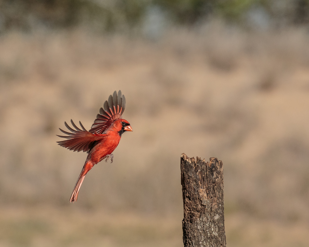 Northern Cardinal (Wildlife and Wildflowers of Central Texas - Birds ...