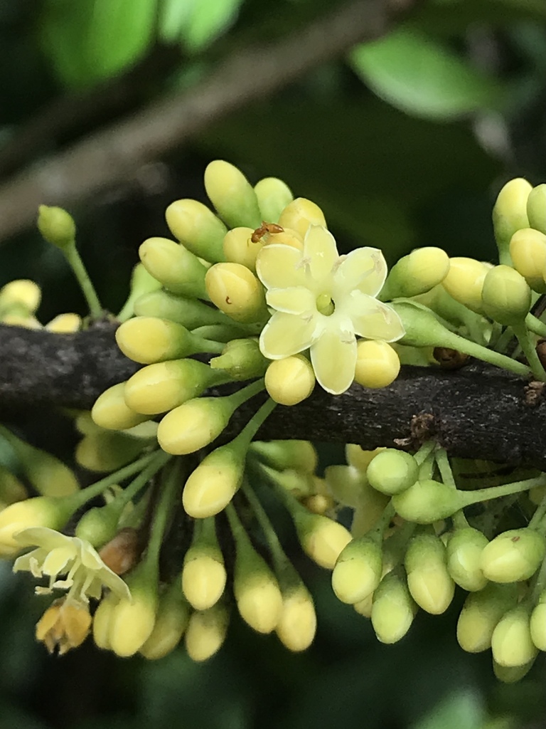 False Mastic (Sideroxylon foetidissimum) - Botanical Realm