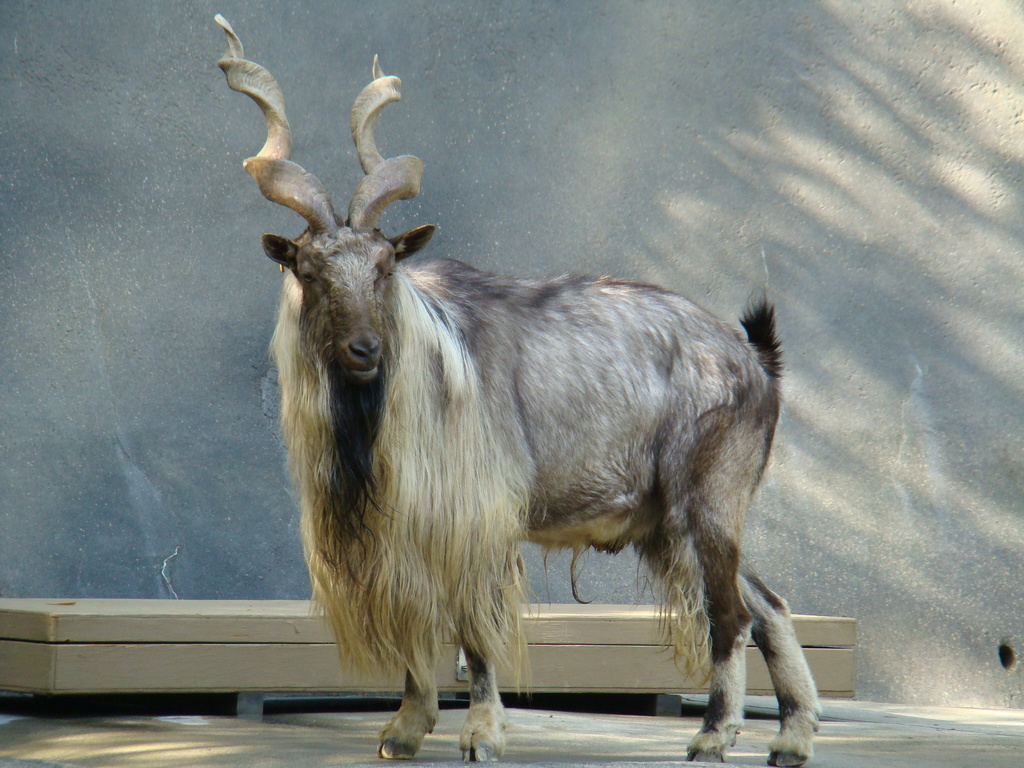 Markhor (Capra falconeri) - Know Your Mammals