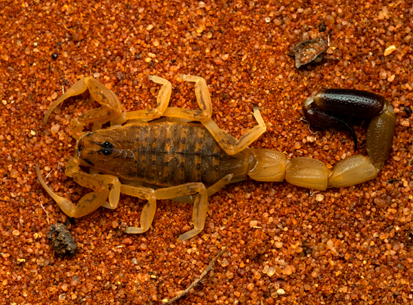 Isometroides vescus from Andamooka Station SA 5722, Australia on June ...