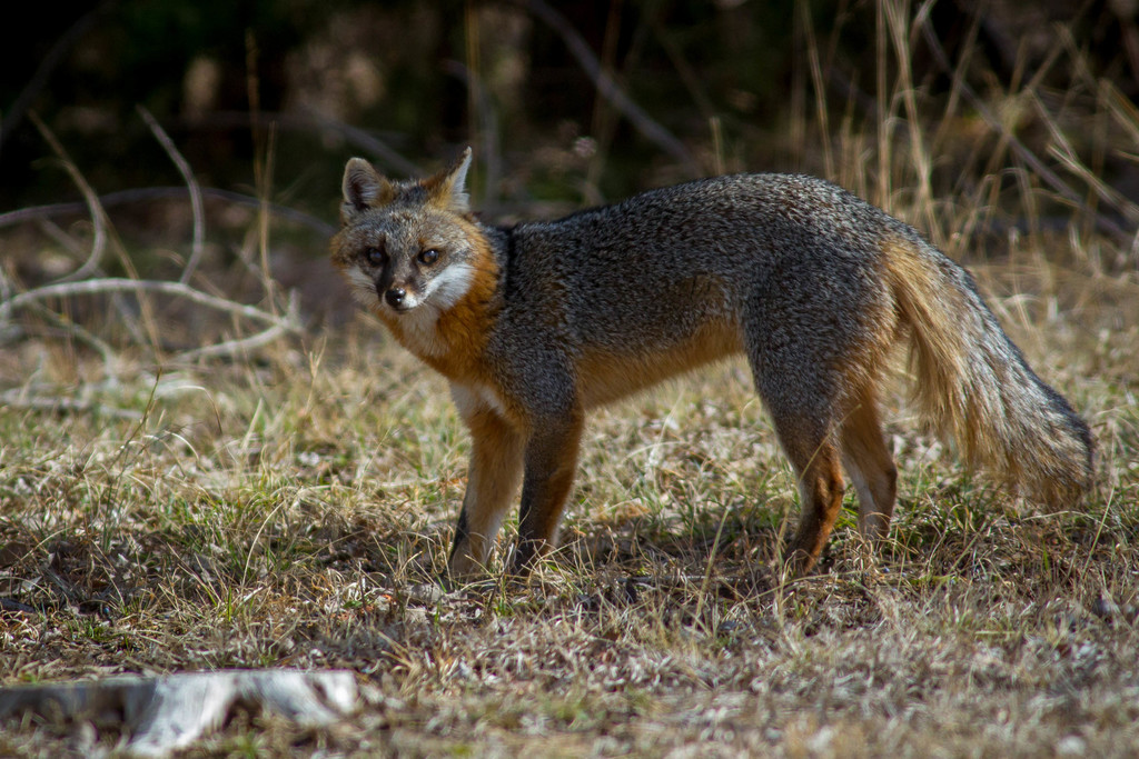 Gray Fox from Grayson County, TX, USA on March 01, 2018 at 02:32 PM by ...