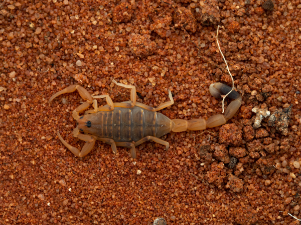 Lychas buchari from Roxby Downs SA 5725, Australia on June 10, 2021 at ...