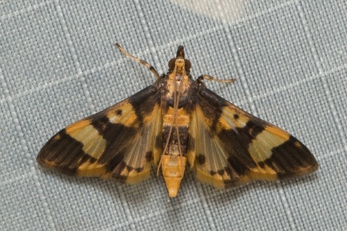 Orphanostigma angustale · iNaturalist Australia